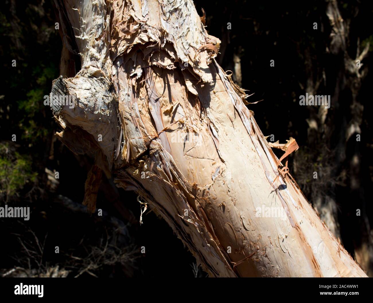 Melaleuca quinquenervia, broad-leaved paperbark, paper bark tea tree ...