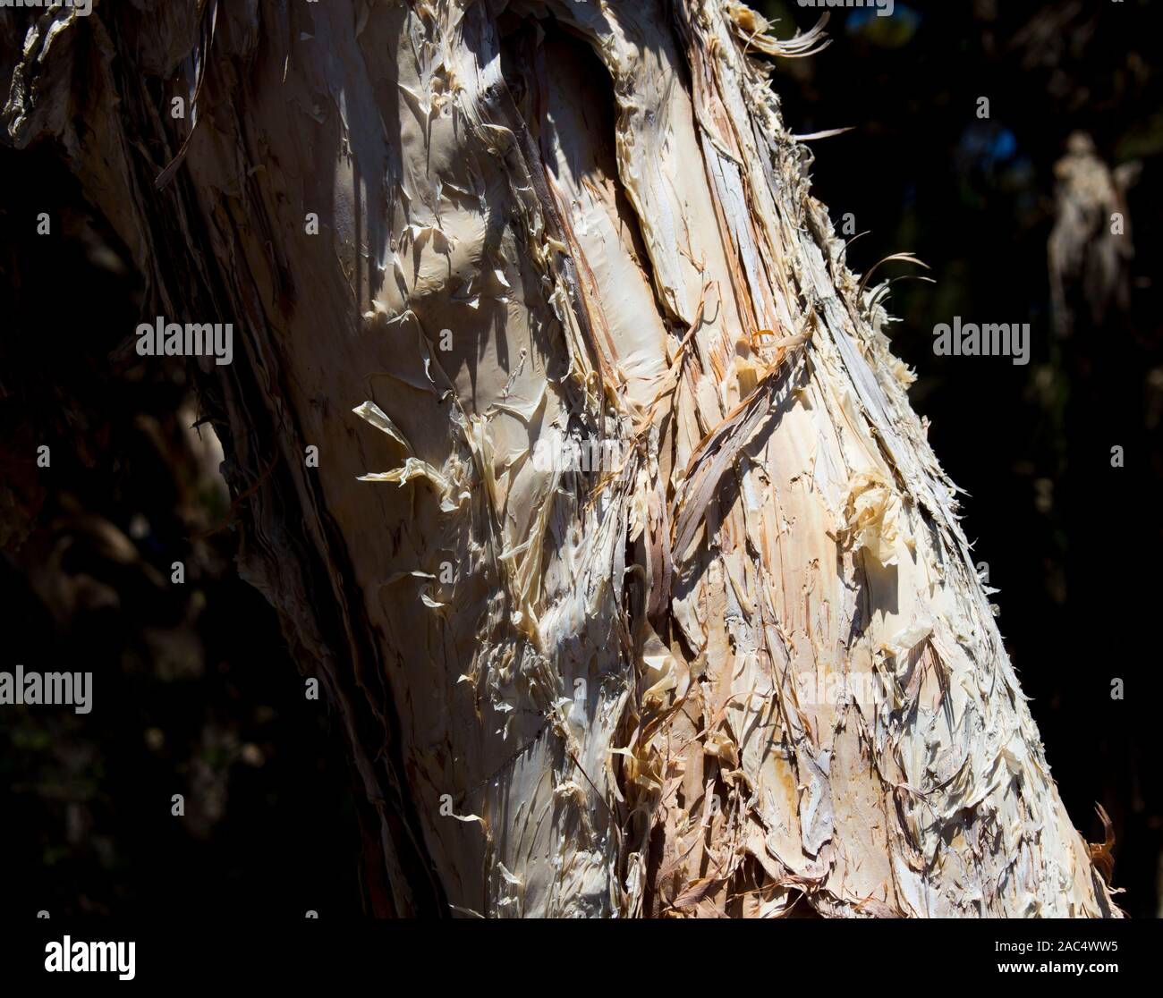 Melaleuca quinquenervia, broad-leaved paperbark, paper bark tea tree ...