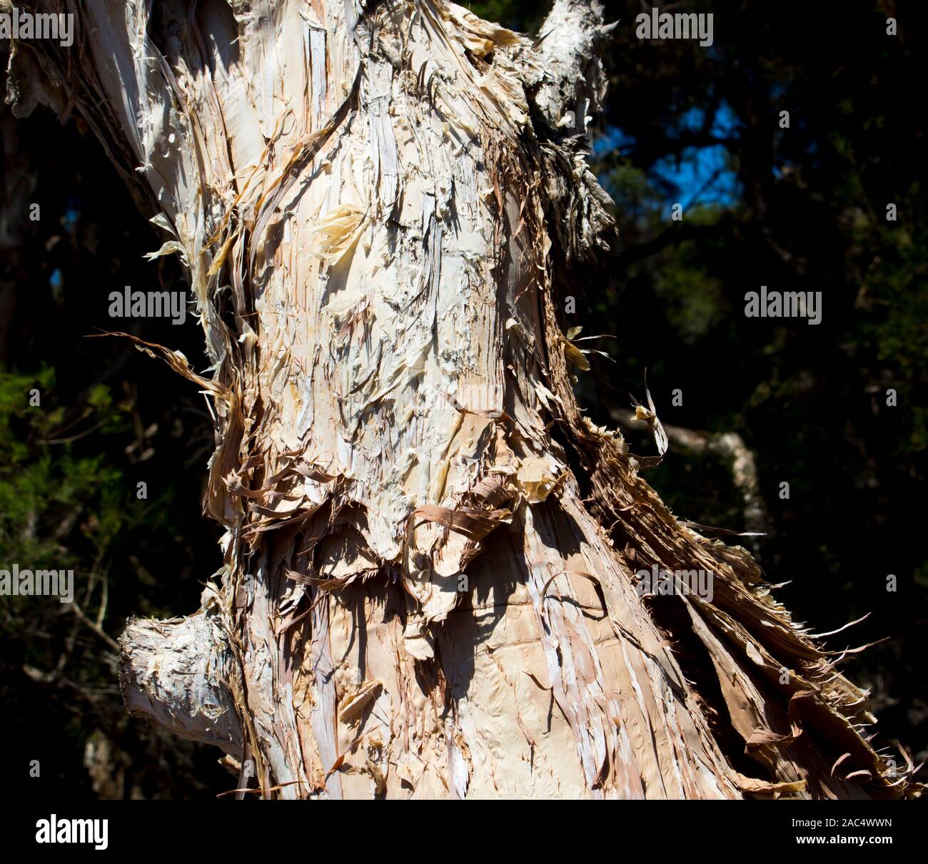 Melaleuca quinquenervia, broad-leaved paperbark, paper bark tea tree ...