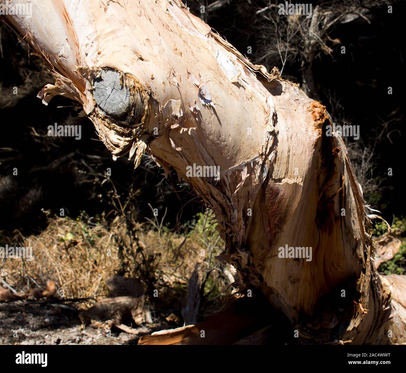 Melaleuca quinquenervia, broad-leaved paperbark, paper bark tea tree ...