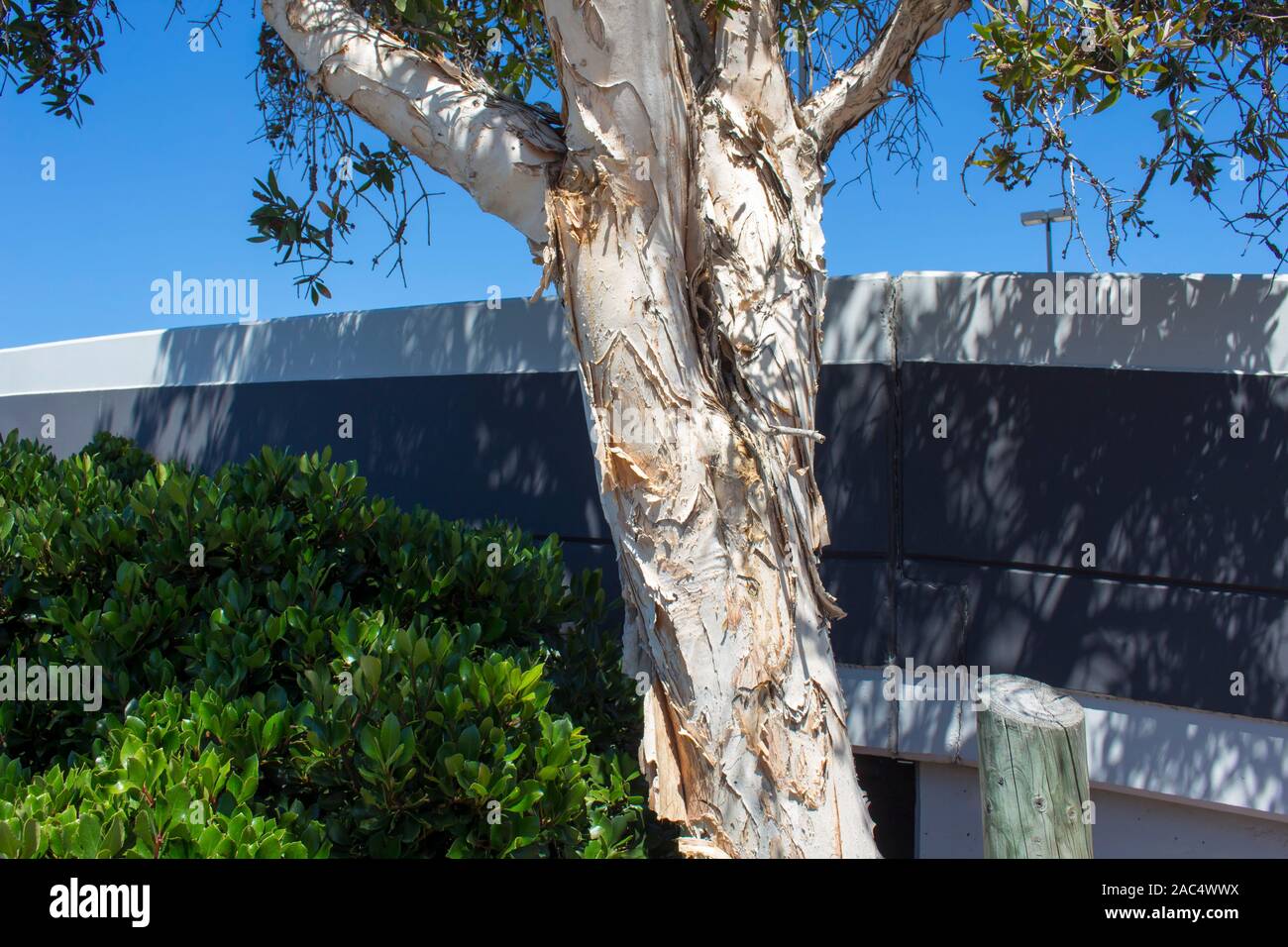 Melaleuca quinquenervia, broad-leaved paperbark, paper bark tea tree ...