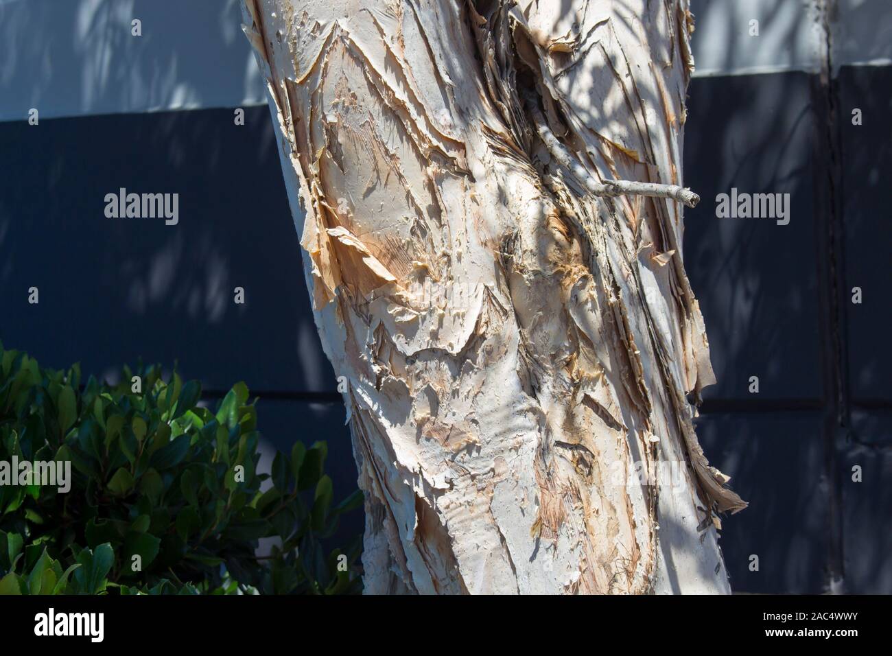 Melaleuca quinquenervia, broad-leaved paperbark, paper bark tea tree ...