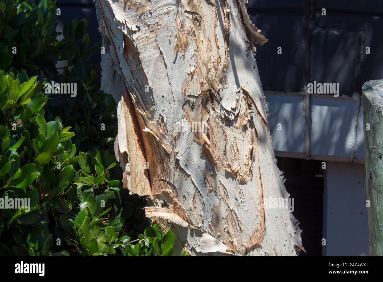 Punk tree hi-res stock photography and images - Alamy