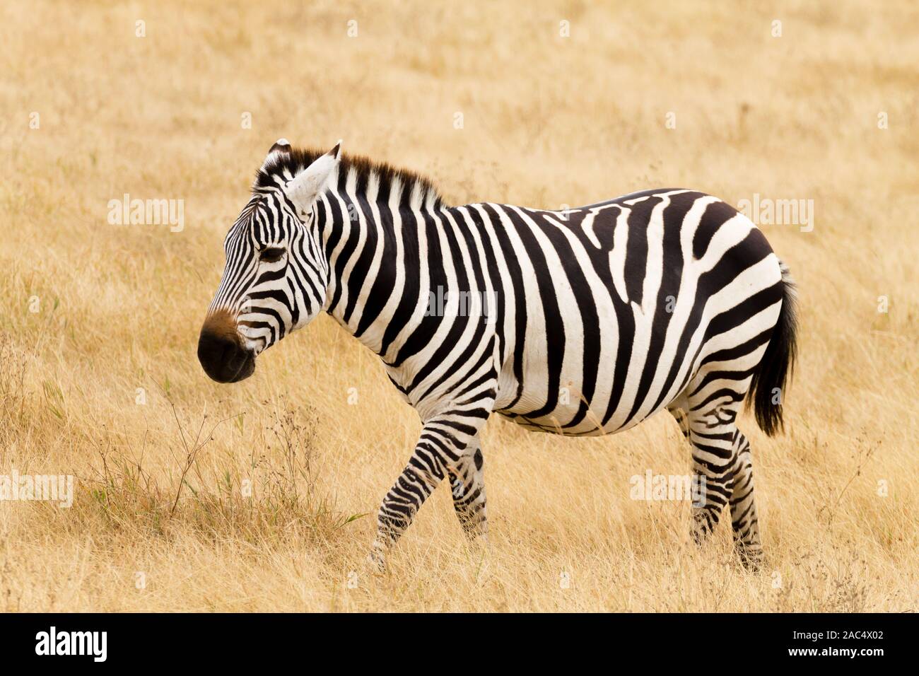 Zebra close up. Ngorongoro Conservation Area crater, Tanzania. African ...