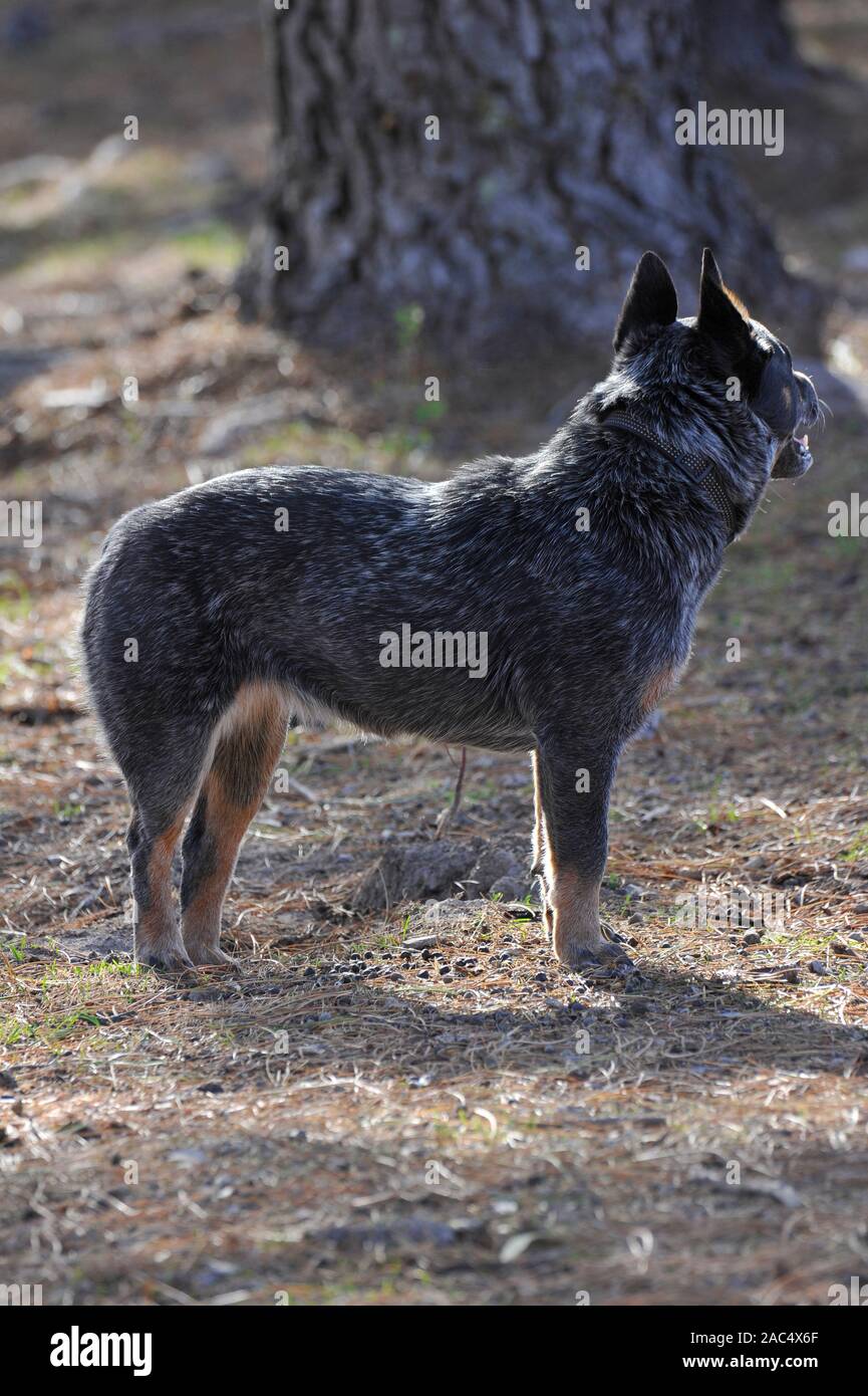 australian stumpy tailed cattle dog on a farm in emmaville in northern ...