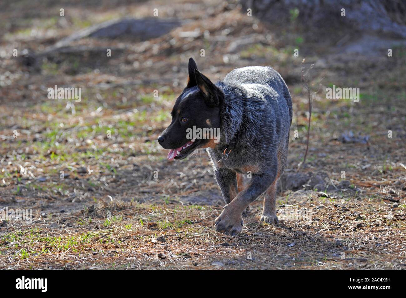 Stumpy tailed australian cattle dog hi-res stock photography and images ...