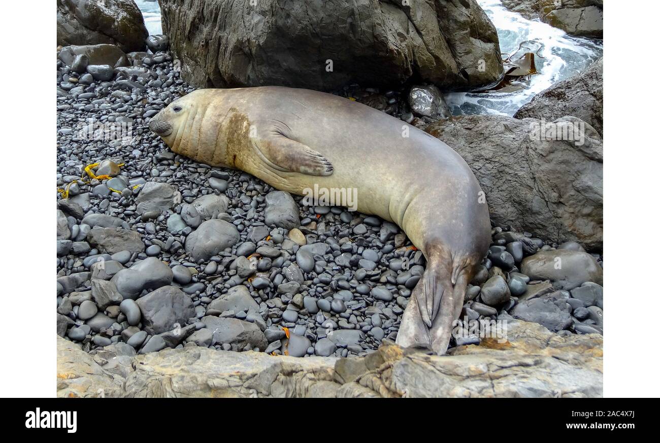 Large wild native new zealand leopard seal awaked from his sleep at the ...