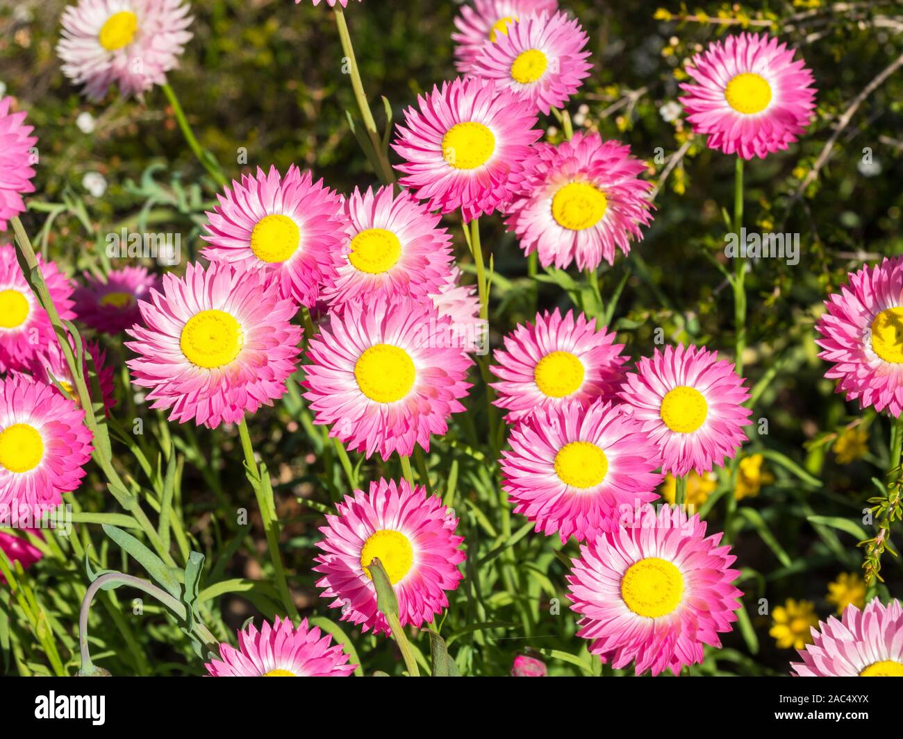 Everlastings western australia hi-res stock photography and images - Alamy