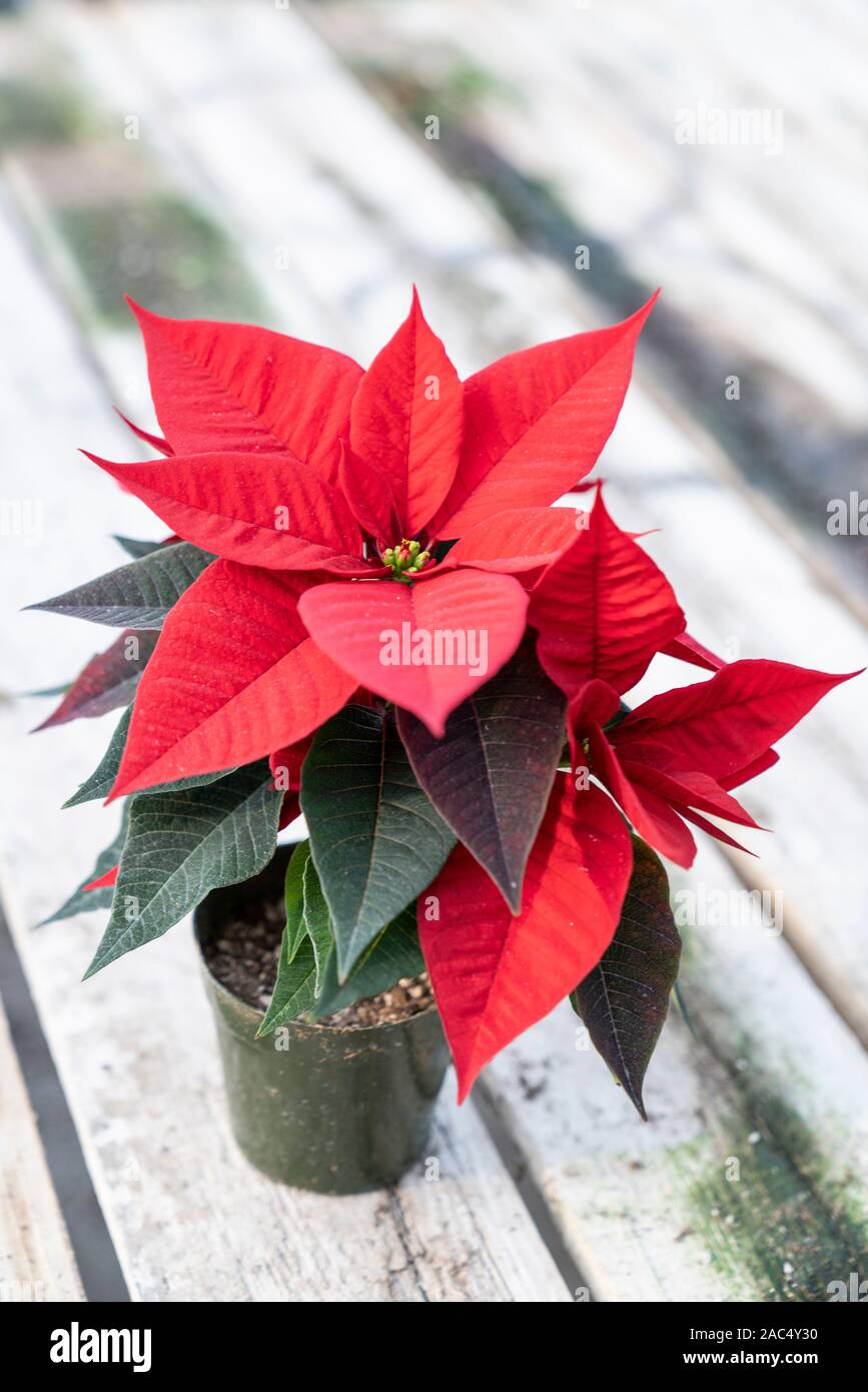 Isolated single red poinsettia plant set on wood plank table in ...