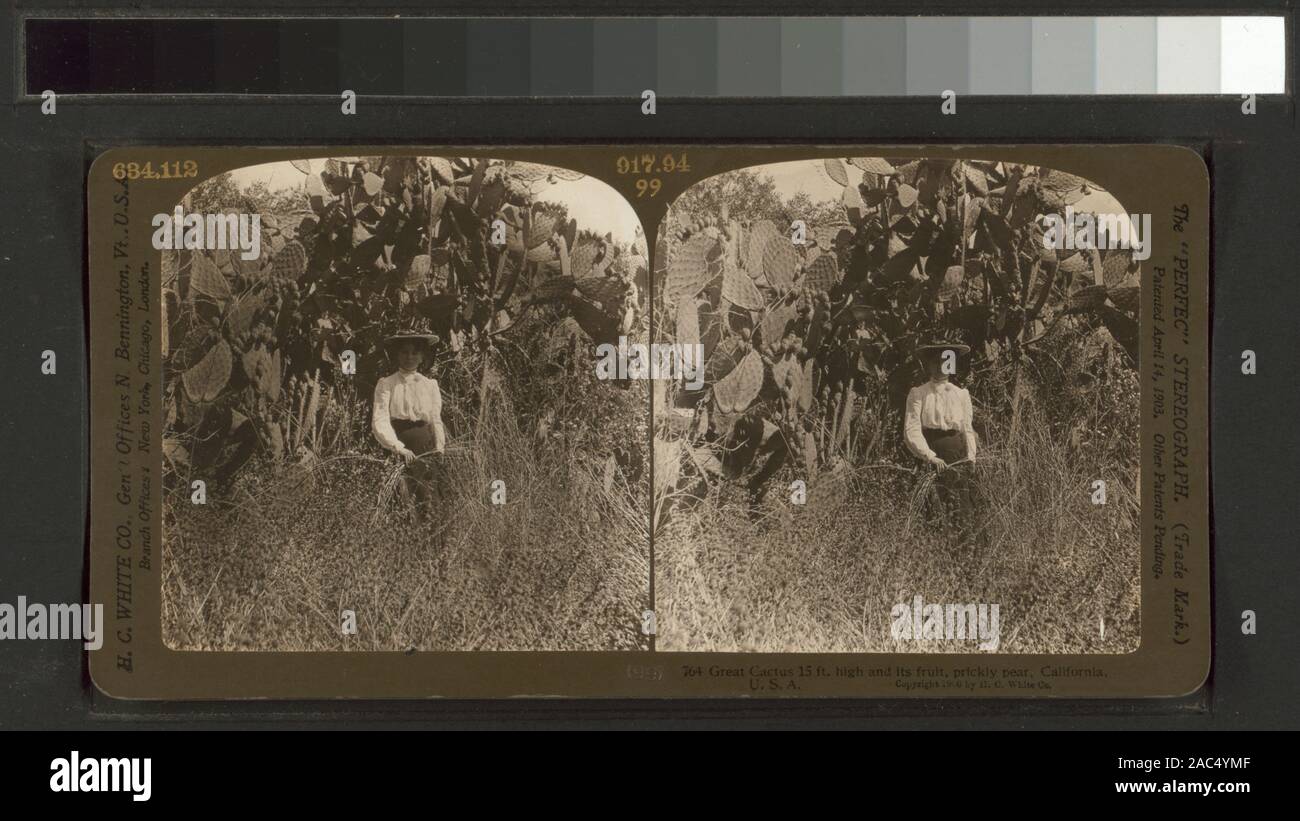 Great cactus, 15 ft high and its fruit, prickly pear, California, USA ...