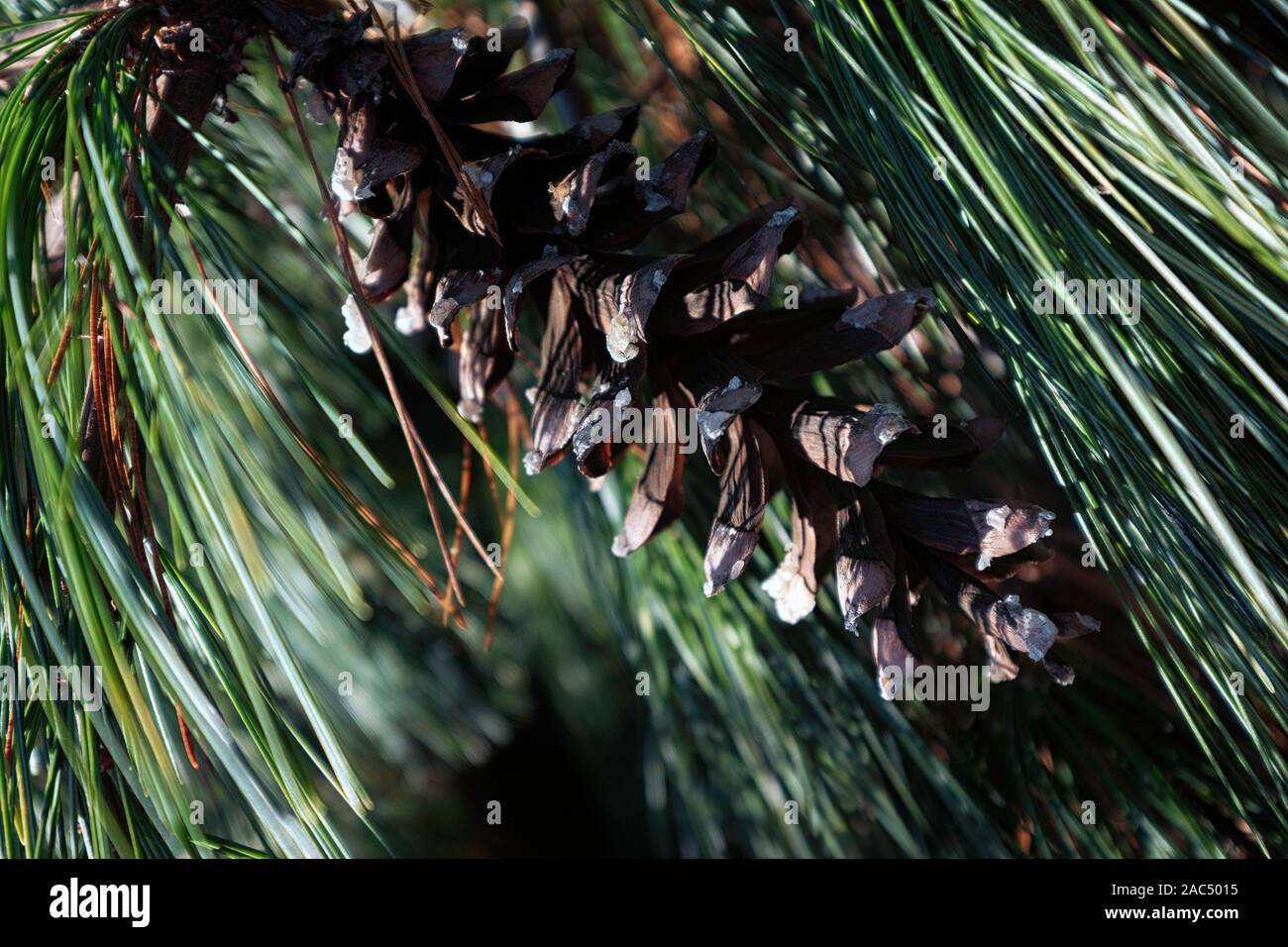 Pine tree reproductive organ hi-res stock photography and images - Alamy
