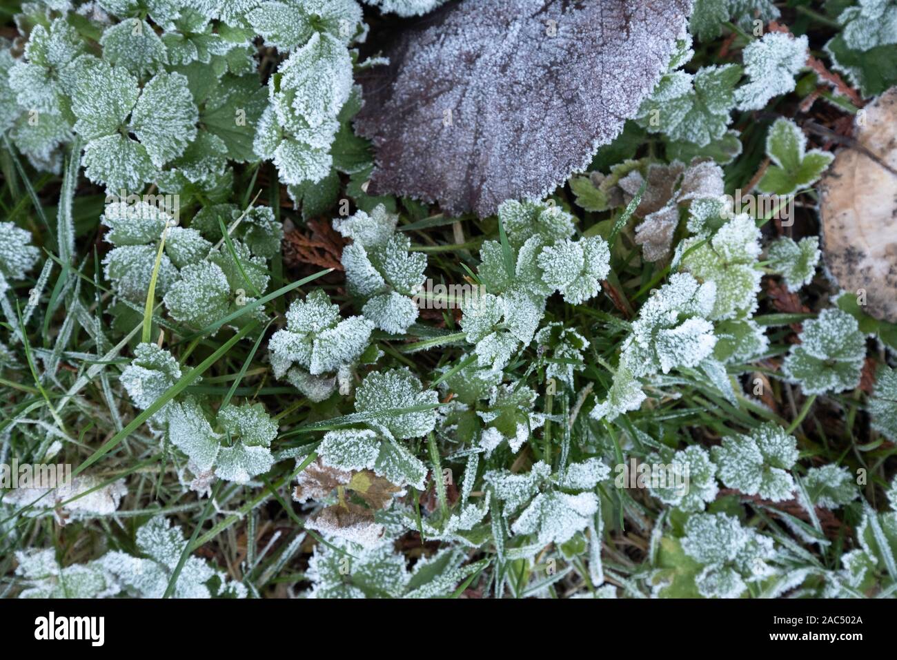 Green ground cover small leaves hi-res stock photography and images - Alamy