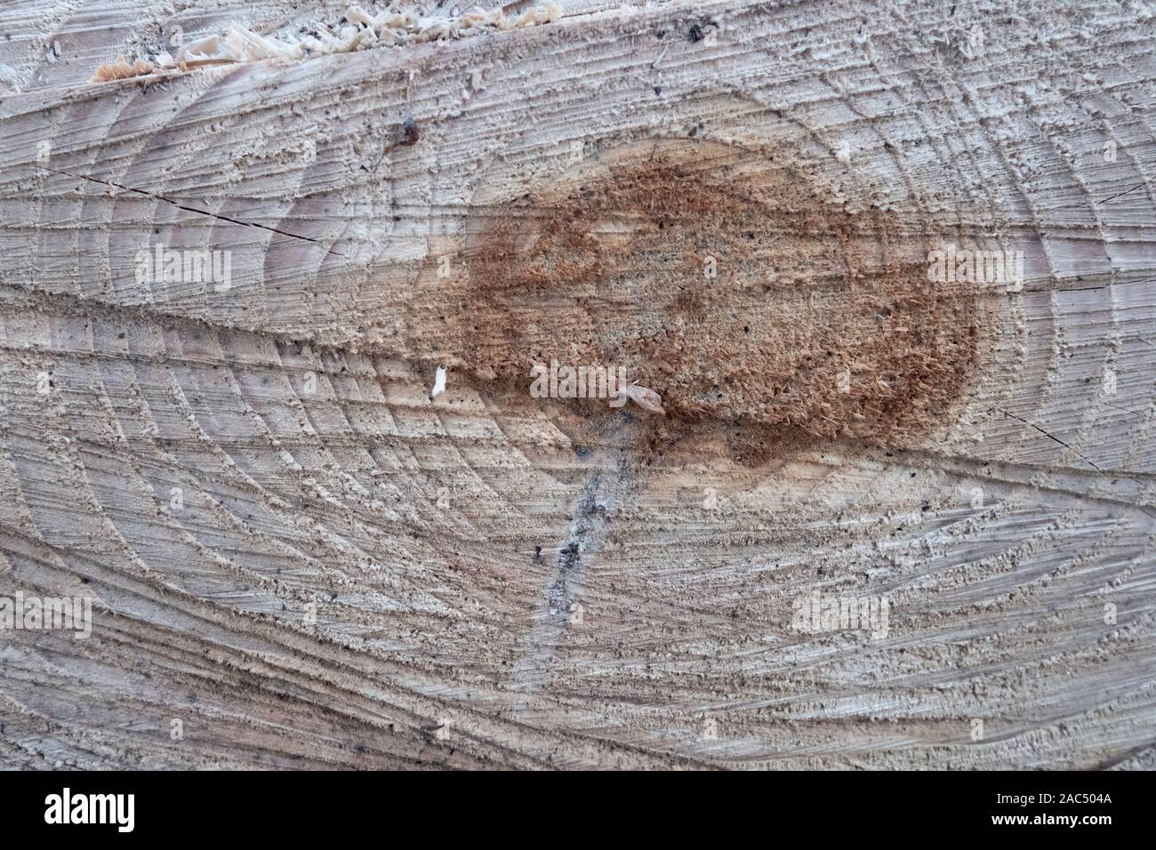 Wood texture,woodcut circular section with annual rings,natural ...