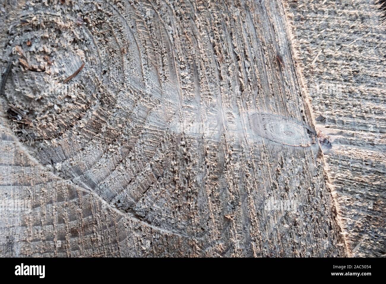 Wood texture,woodcut circular section with annual rings,natural ...
