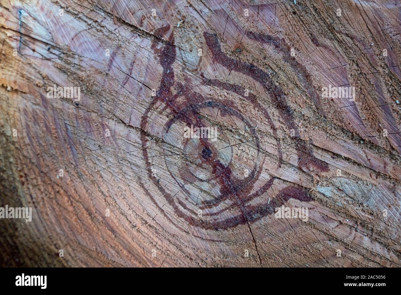 Wood texture,woodcut circular section with annual rings,natural ...