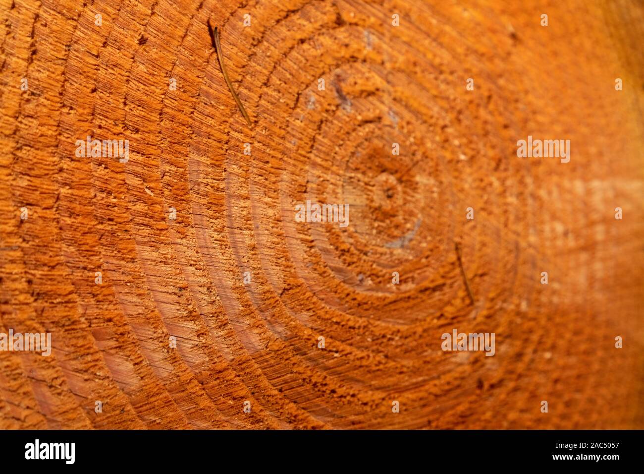 Wood texture,woodcut circular section with annual rings,natural ...