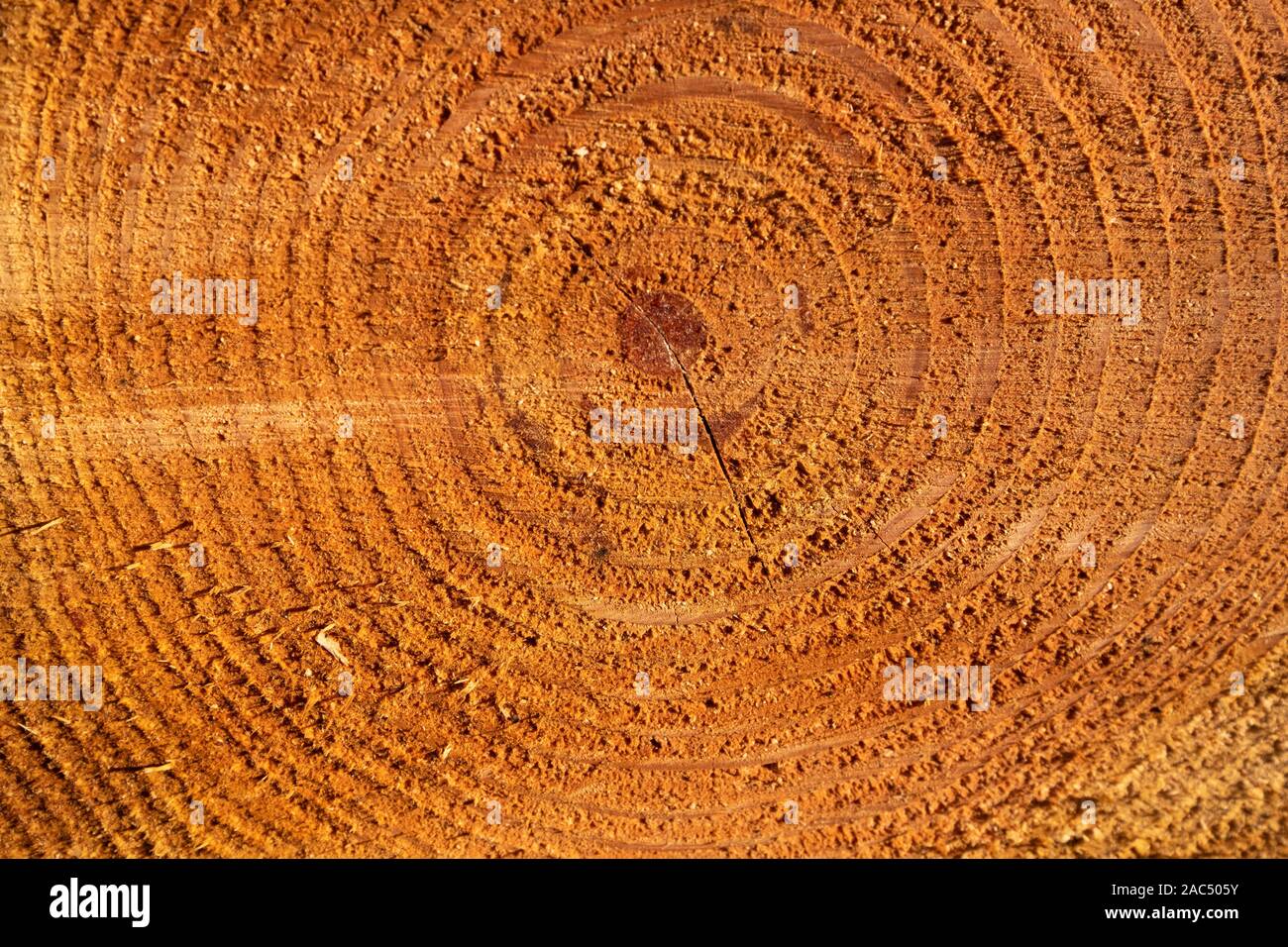 Wood texture,woodcut circular section with annual rings,natural ...