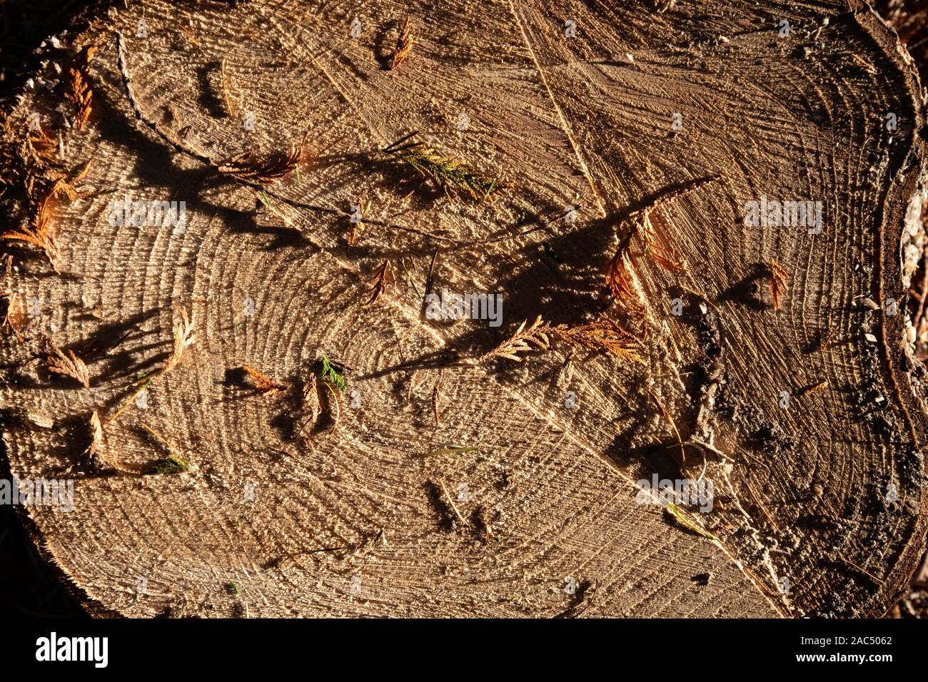 Wood texture,woodcut circular section with annual rings,natural ...