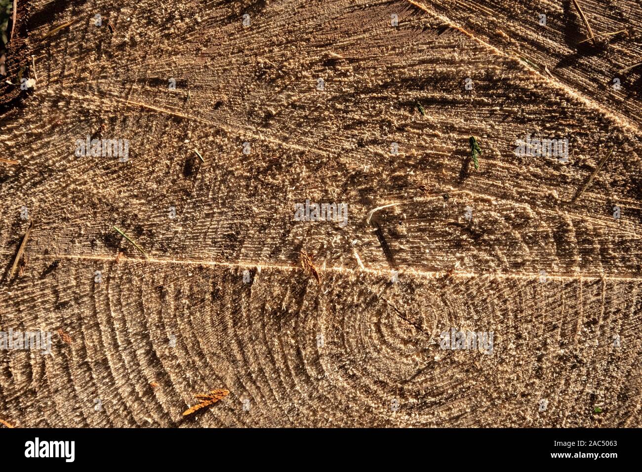 Wood texture,woodcut circular section with annual rings,natural ...