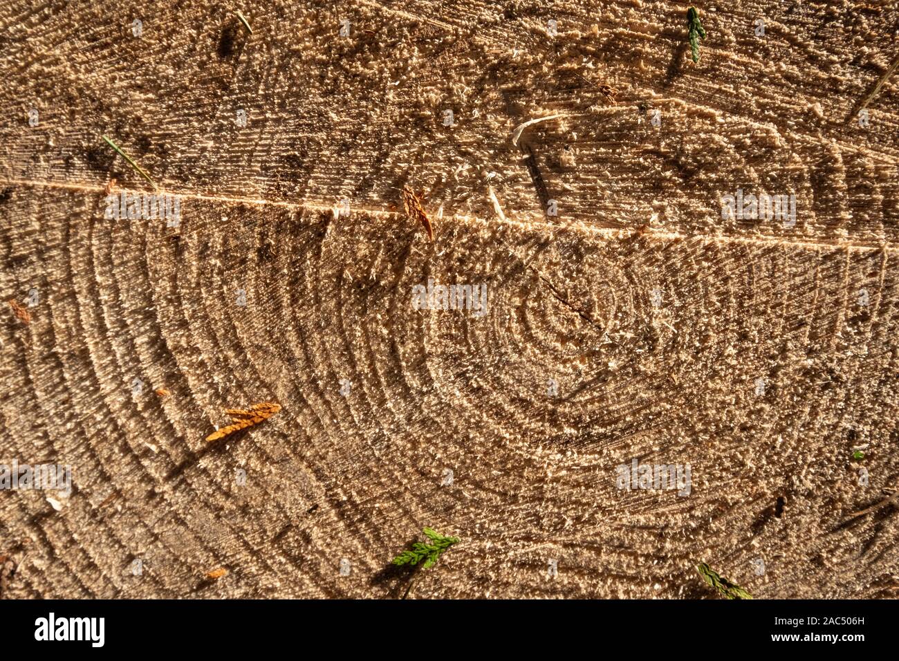 Wood texture,woodcut circular section with annual rings,natural ...