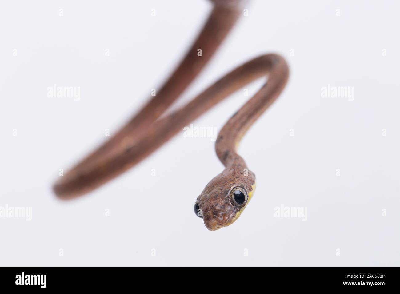 Boiga drapiezii, commonly known as the white-spotted cat snake, is a ...