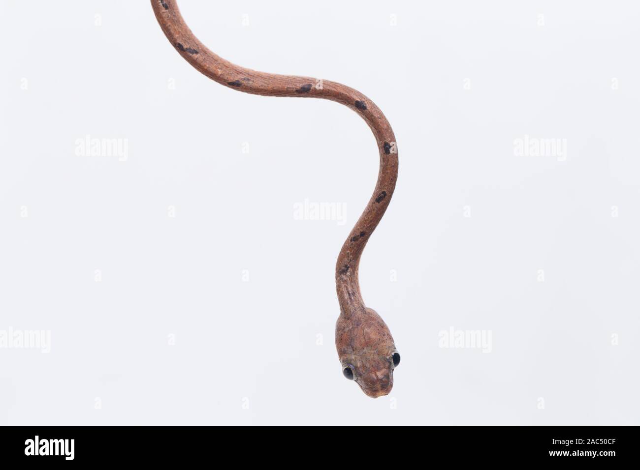 Boiga drapiezii, commonly known as the white-spotted cat snake, is a ...