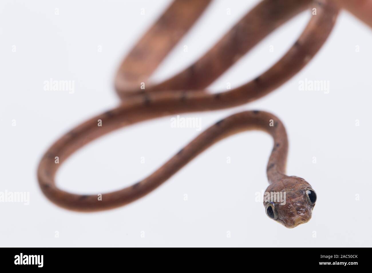 Boiga drapiezii, commonly known as the white-spotted cat snake, is a ...