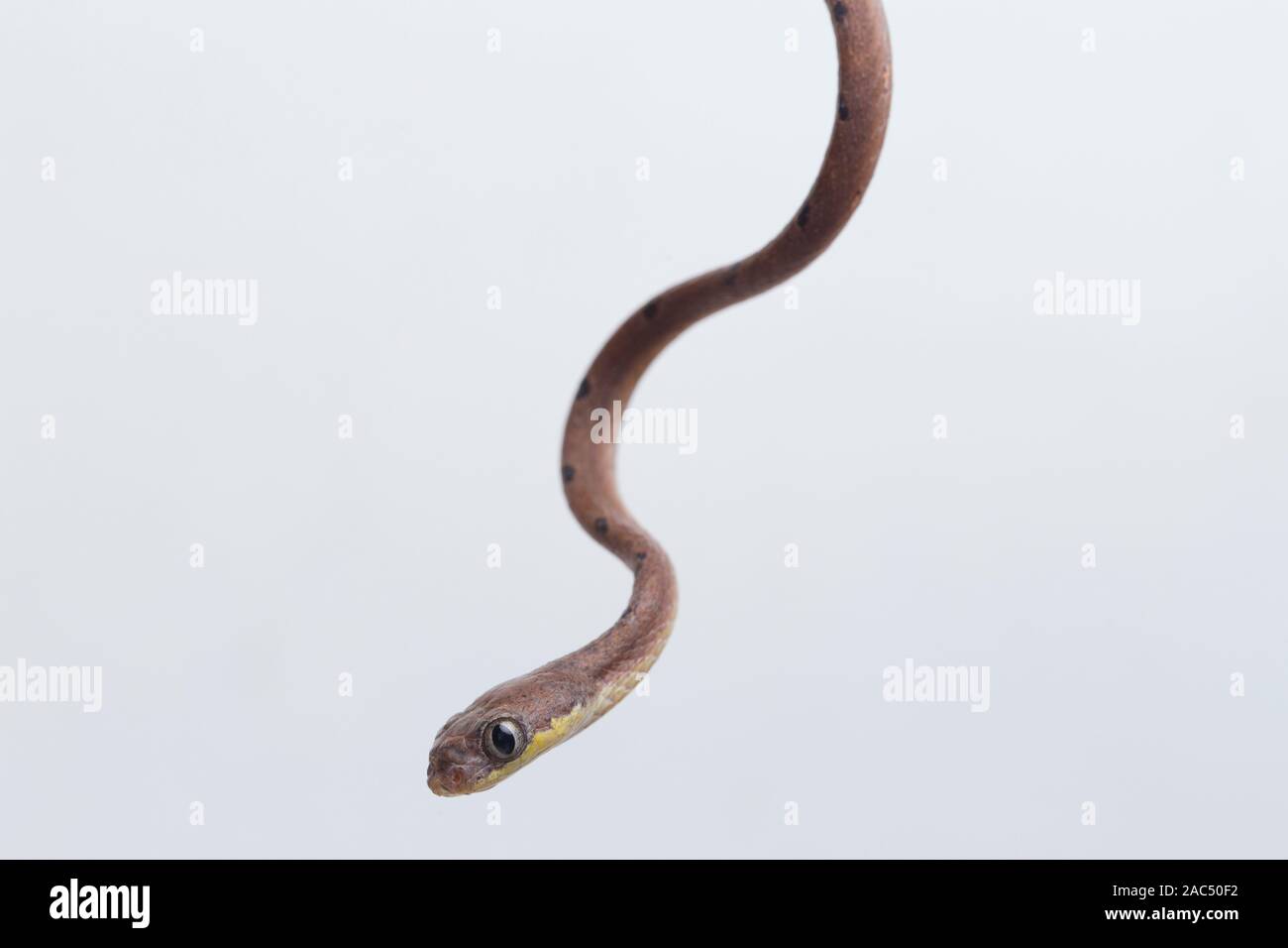 Boiga drapiezii, commonly known as the white-spotted cat snake, is a ...