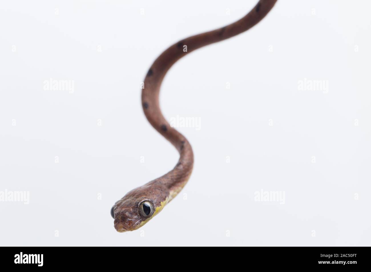 Boiga drapiezii, commonly known as the white-spotted cat snake, is a ...