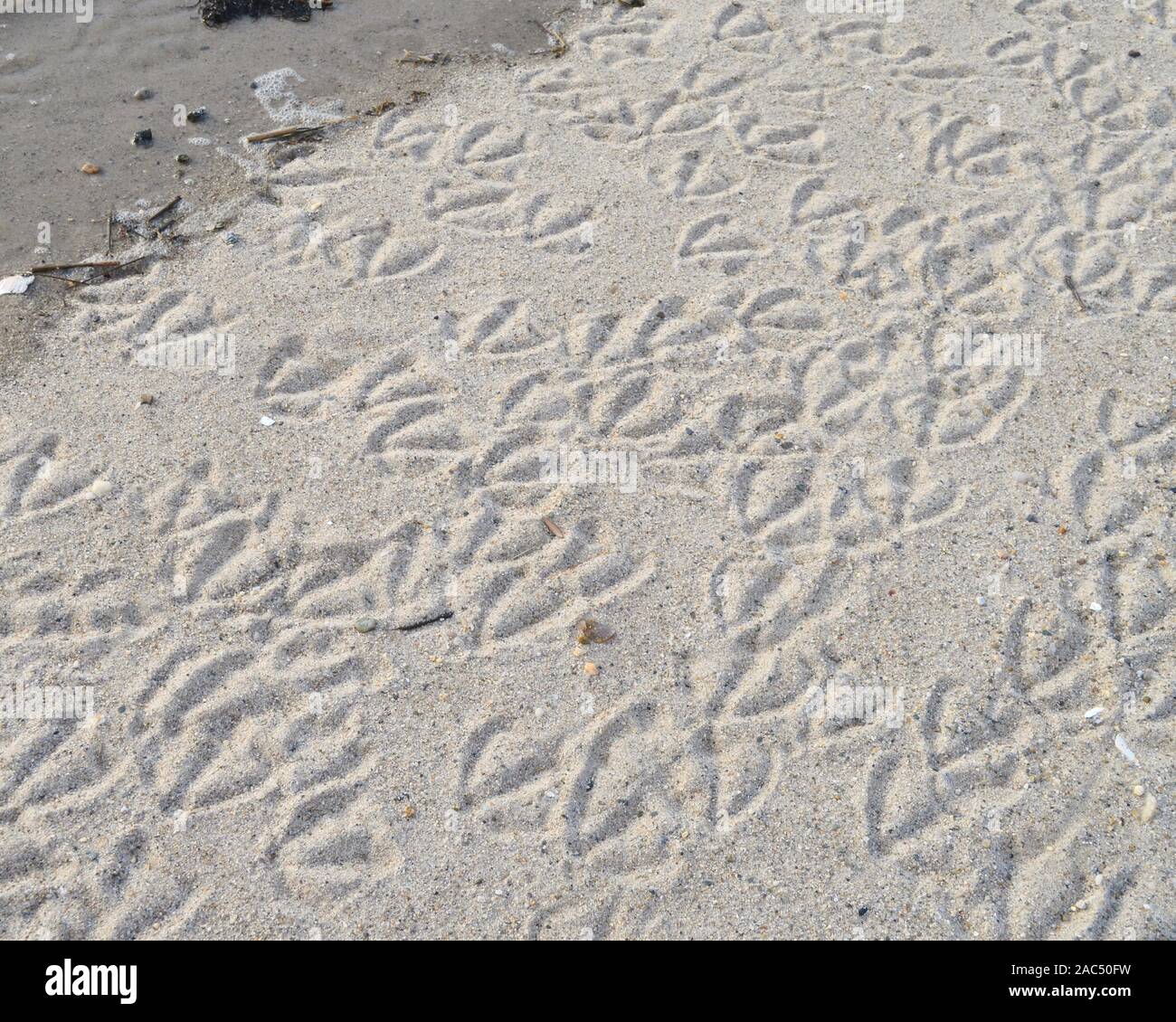 Webbed feet geese hi-res stock photography and images - Alamy