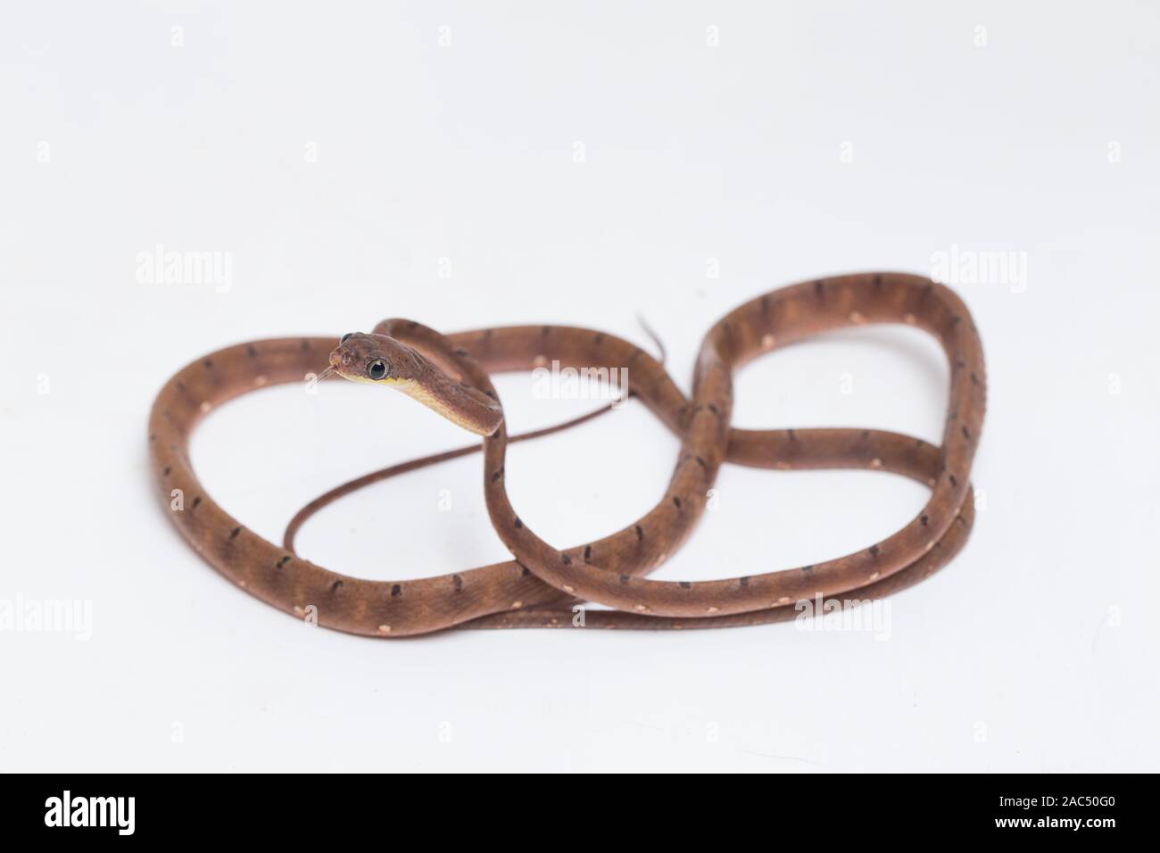 Boiga drapiezii, commonly known as the white-spotted cat snake, is a ...