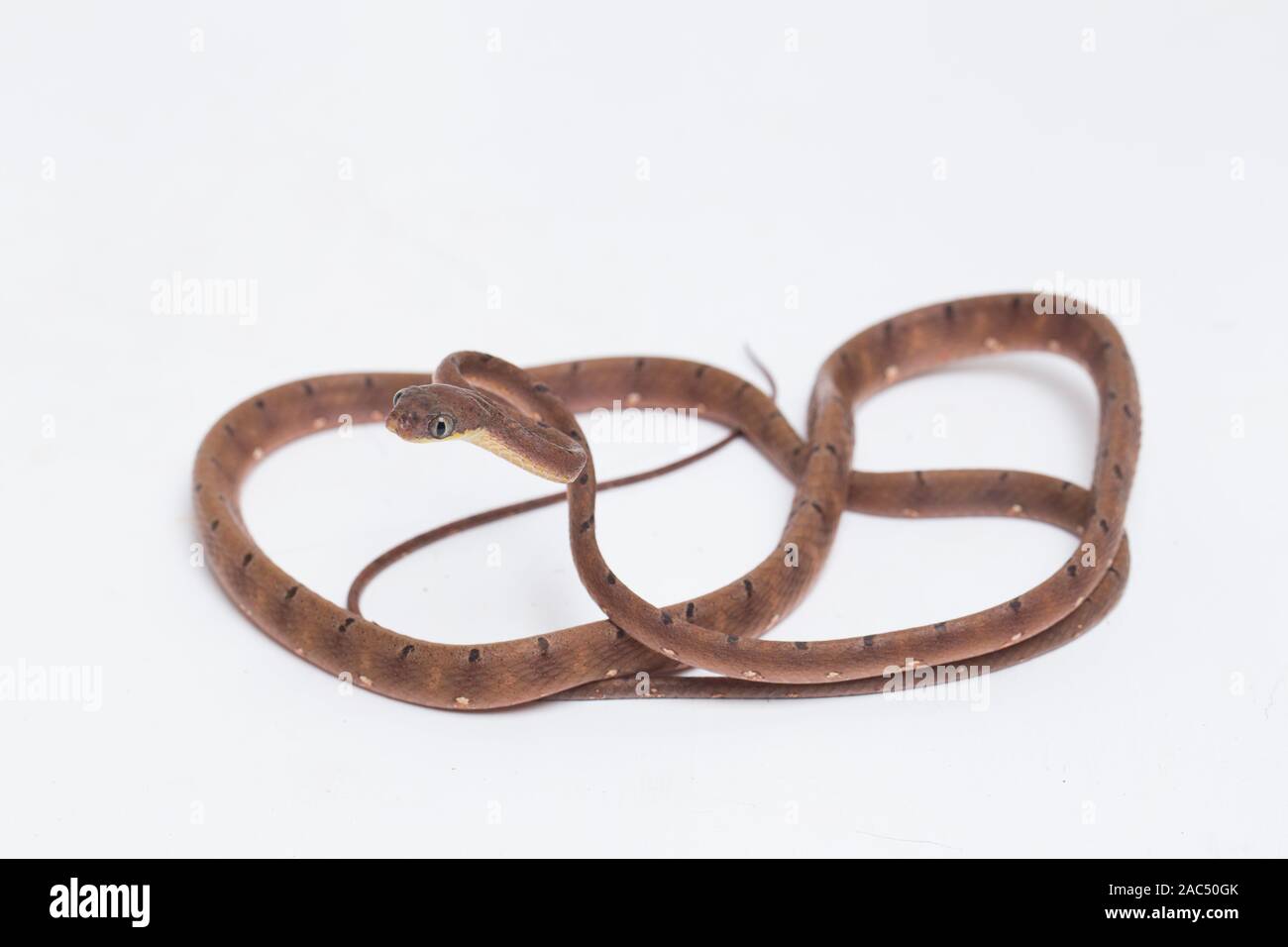 Boiga drapiezii, commonly known as the white-spotted cat snake, is a ...