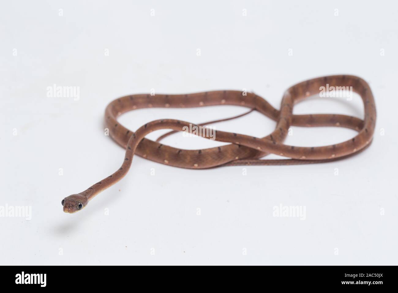 Boiga drapiezii, commonly known as the white-spotted cat snake, is a ...