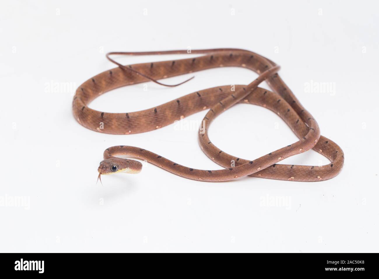 Boiga drapiezii, commonly known as the white-spotted cat snake, is a ...