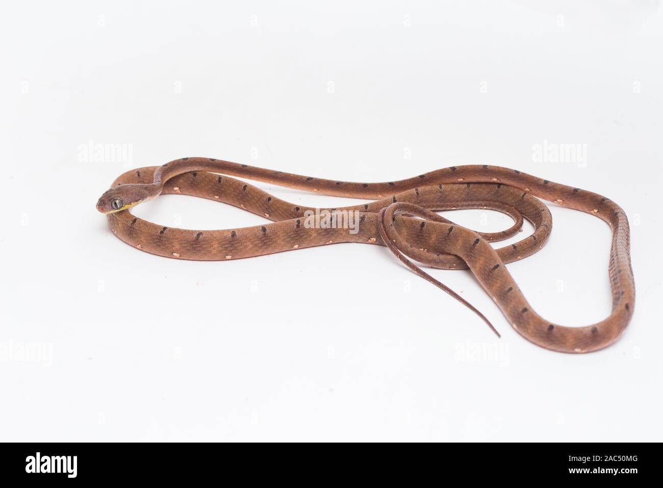 Boiga drapiezii, commonly known as the white-spotted cat snake, is a ...