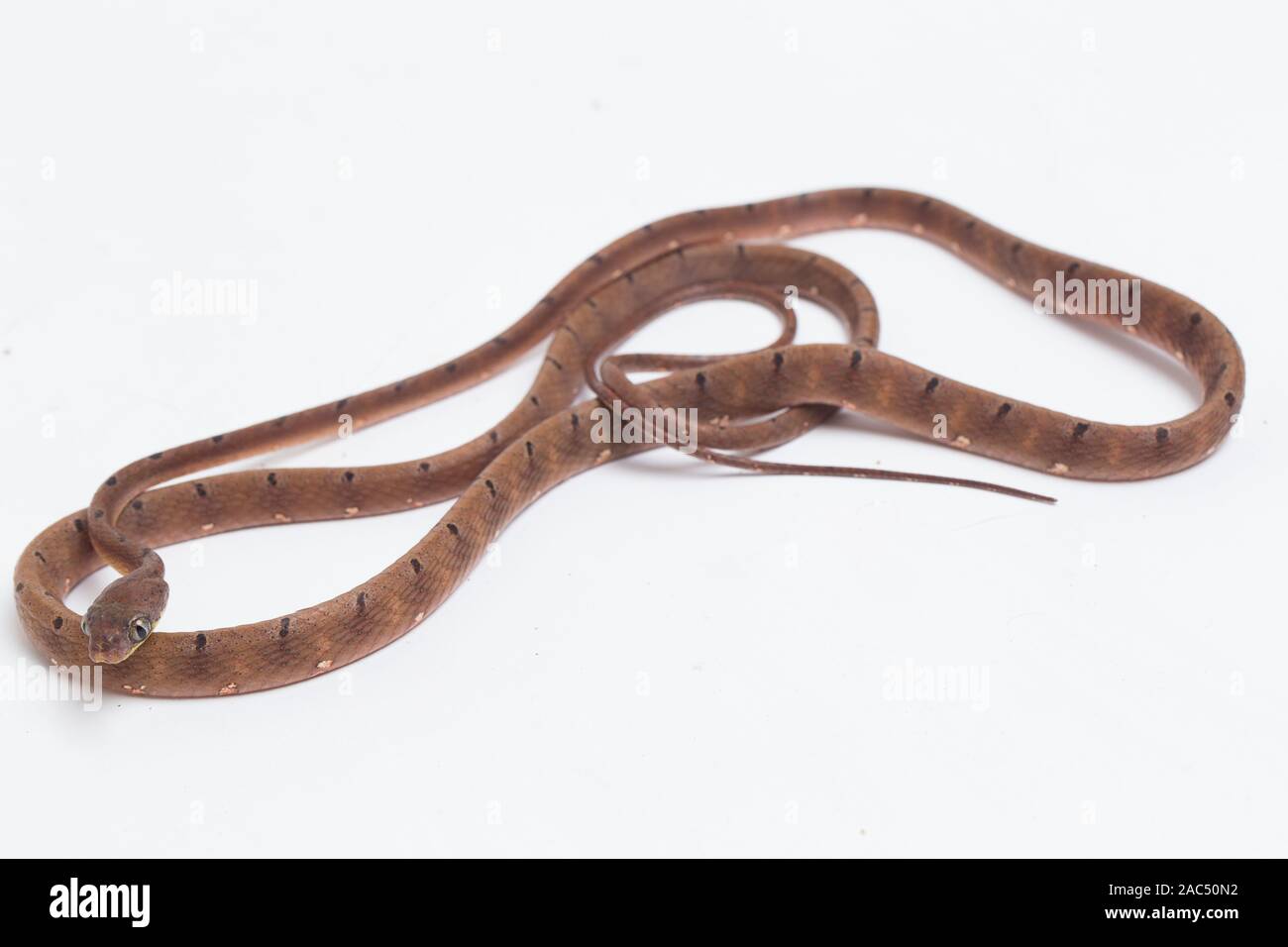 Boiga drapiezii, commonly known as the white-spotted cat snake, is a ...