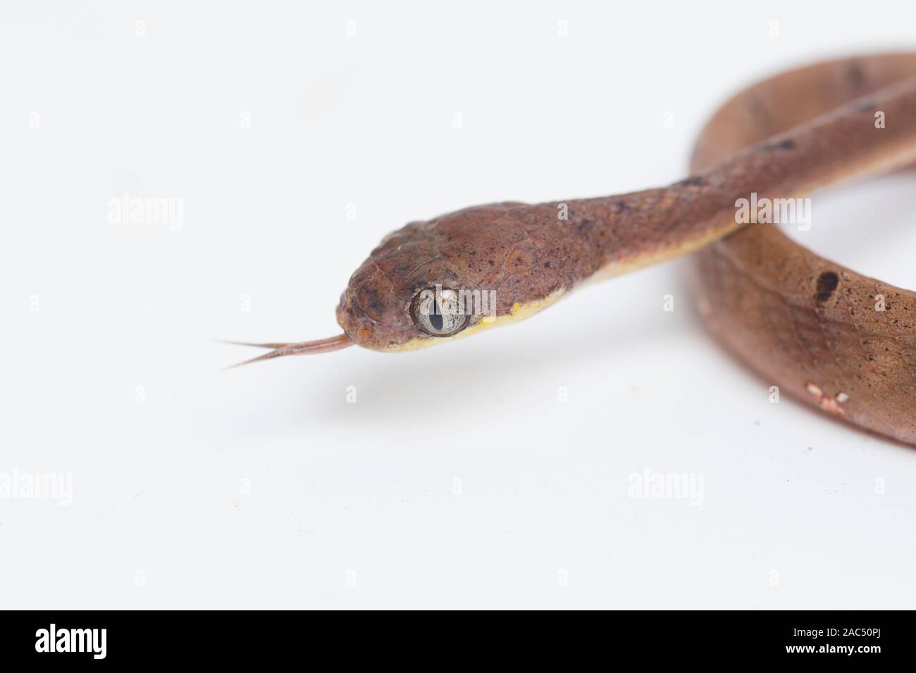 Boiga drapiezii, commonly known as the white-spotted cat snake, is a ...