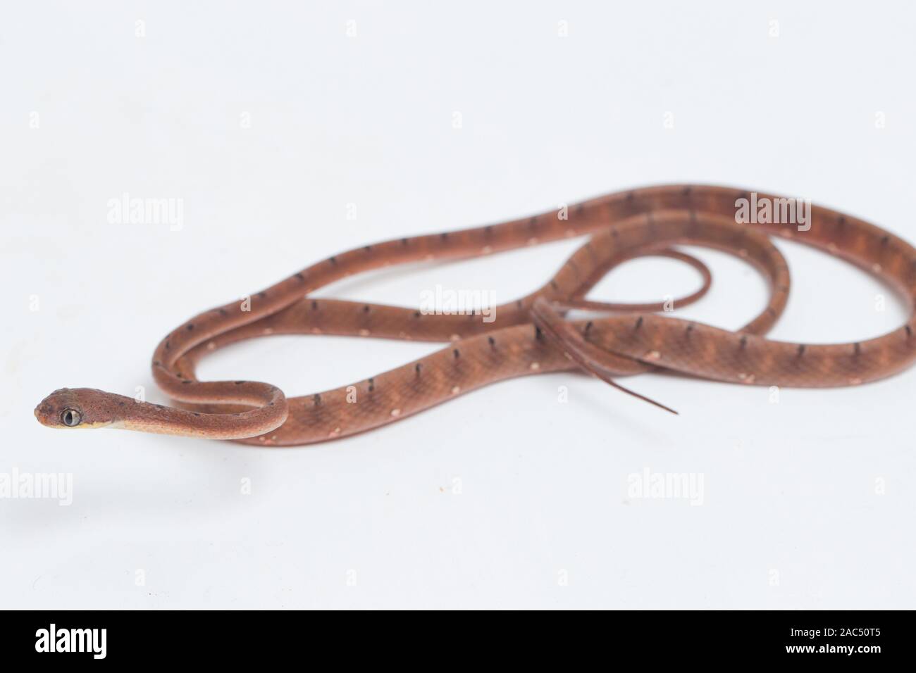 Boiga drapiezii, commonly known as the white-spotted cat snake, is a ...