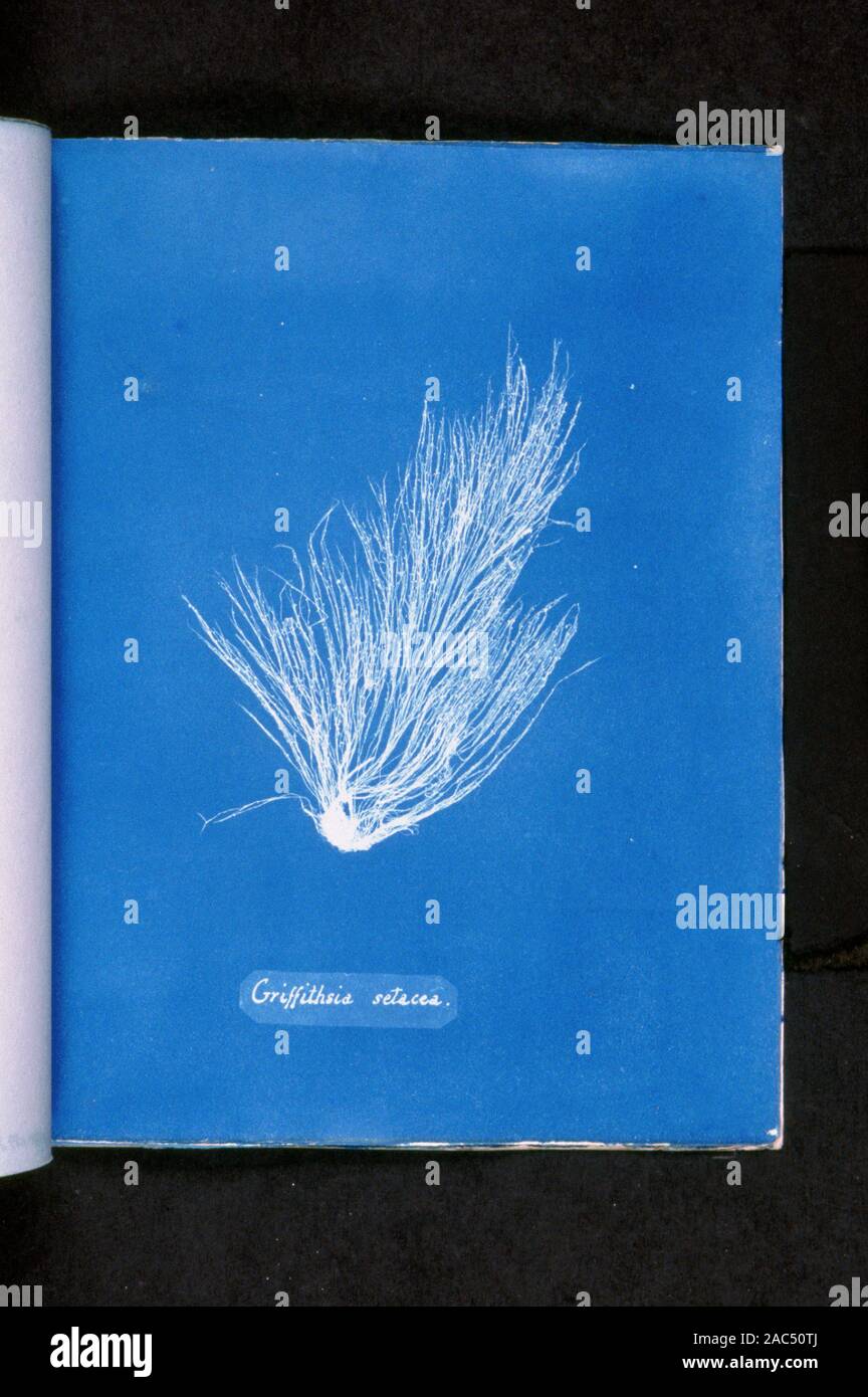 Griffithsia setacea Griffithsia setaceaGriffithsia setacea Stock Photo ...