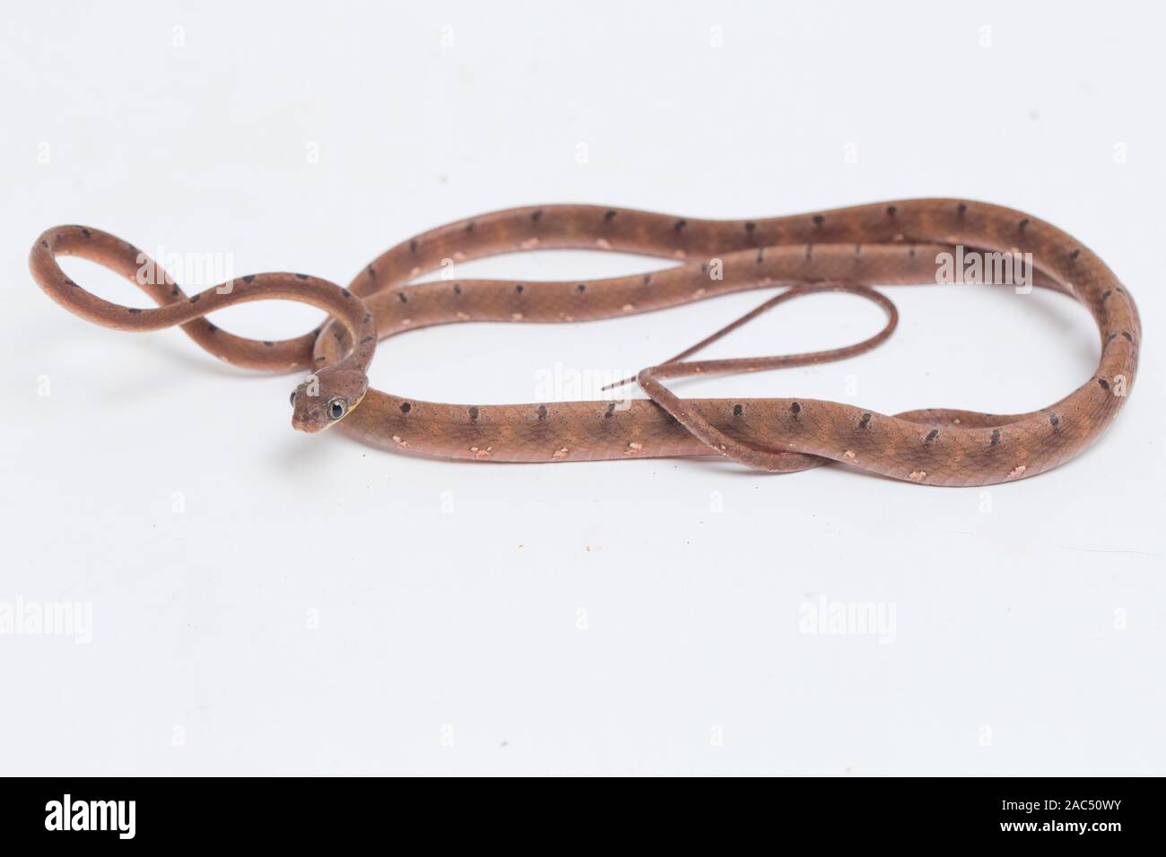 Boiga drapiezii, commonly known as the white-spotted cat snake, is a ...