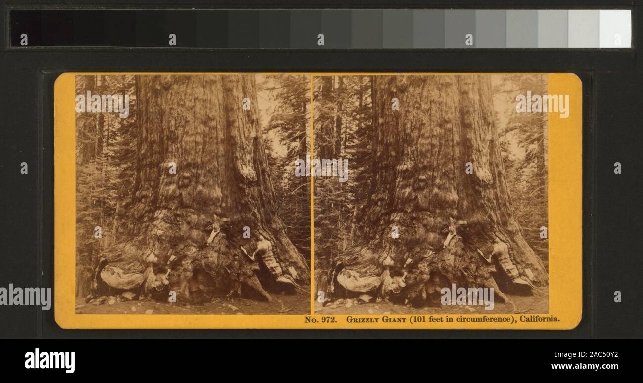 Grizzly Giant (101 feet in circumference), California Grizzly Giant ...