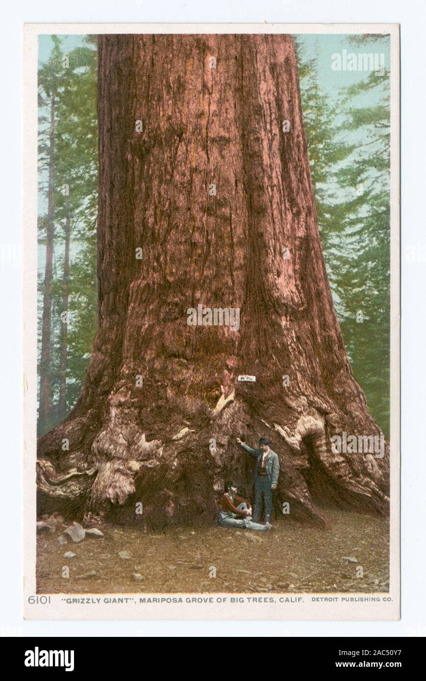 Grizzley Giant, Big Trees, Mariposa, Calif 1902-1903. Transitioned to ...