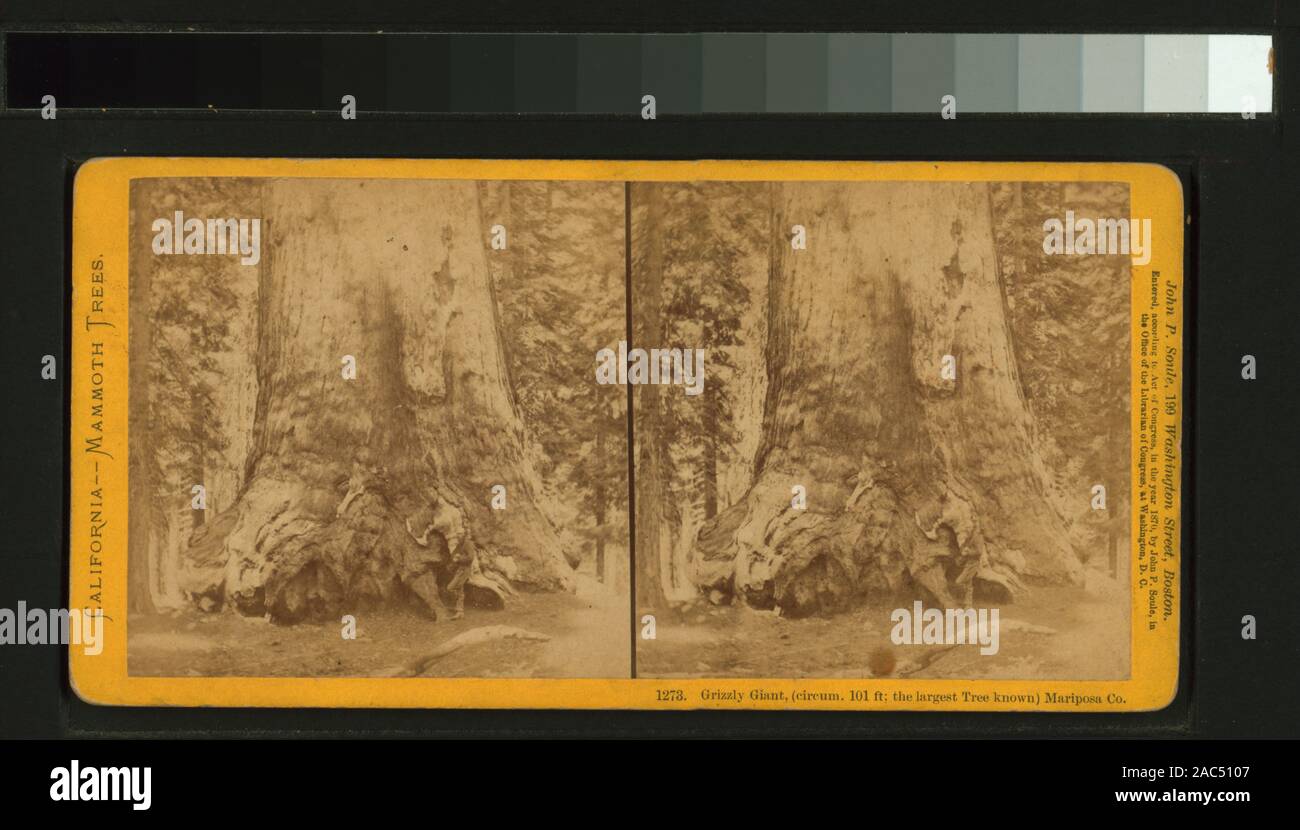 Grizzly Giant, (circum 101 ft; the Largest Tree Know), Mariposa Co by ...