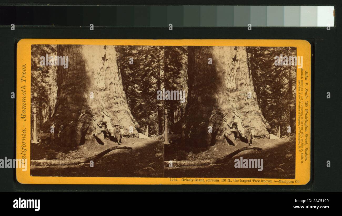 Grizzly Giant, (circum 101 ft; the Largest Tree Know), Mariposa Co by ...