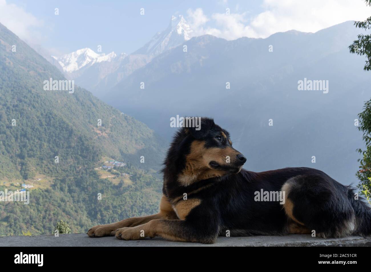 Dog behind wall hi-res stock photography and images - Alamy