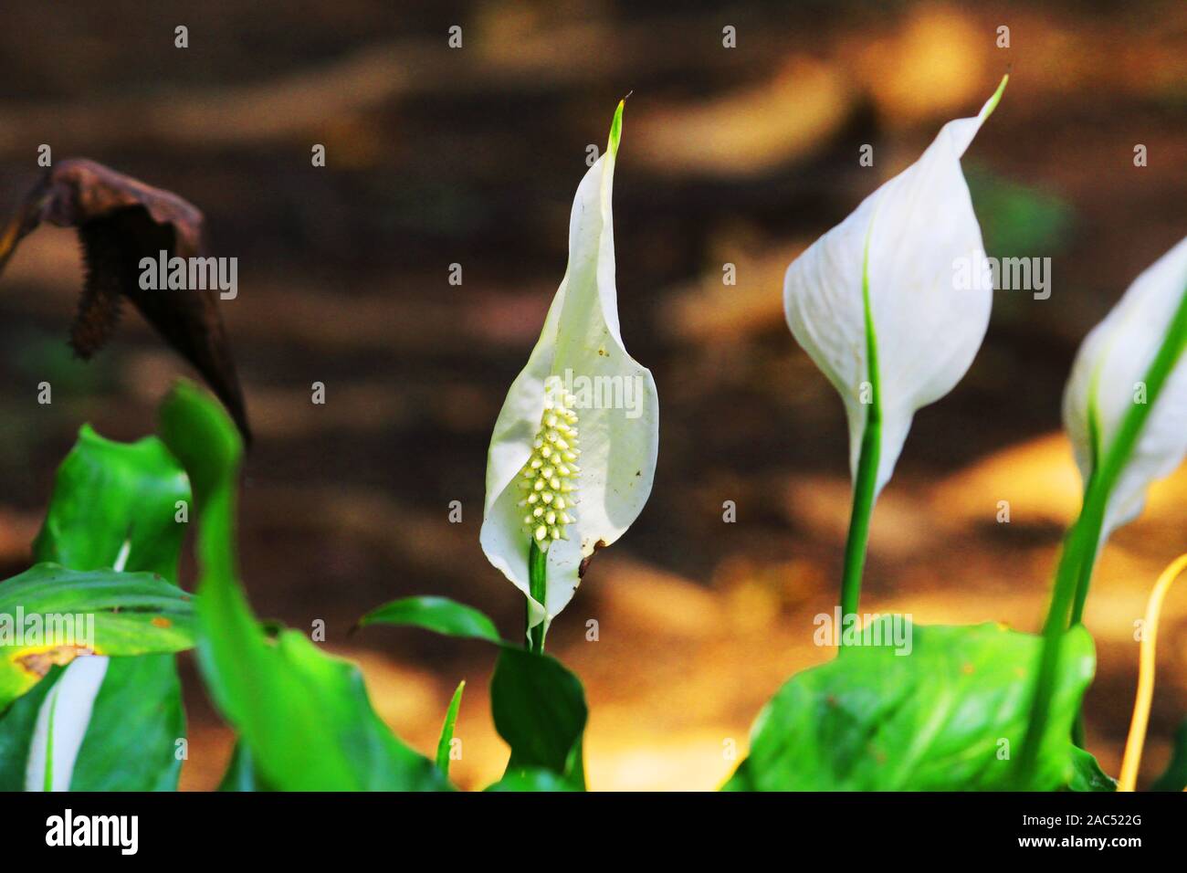 Peace lily flower hi-res stock photography and images - Alamy