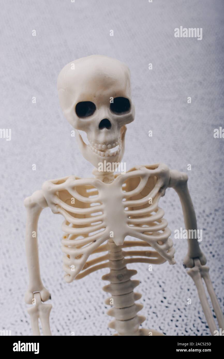 Human skeleton model for medical anatomy science Medical clinic concept ...