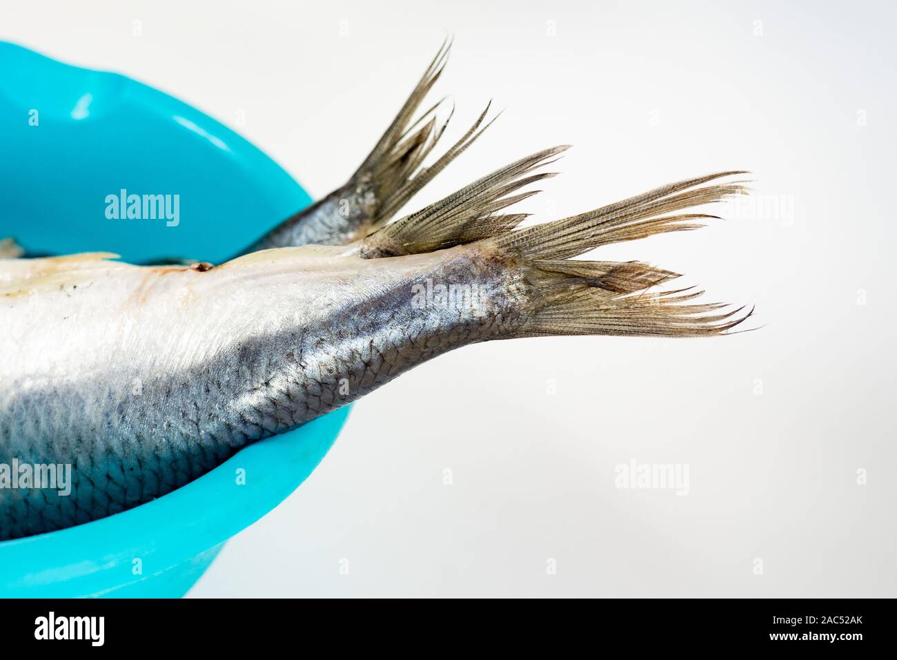 Raw defrosted fish in a blue basin on a white background Stock Photo ...
