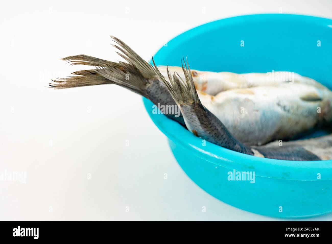 Raw defrosted fish in a blue basin on a white background Stock Photo ...