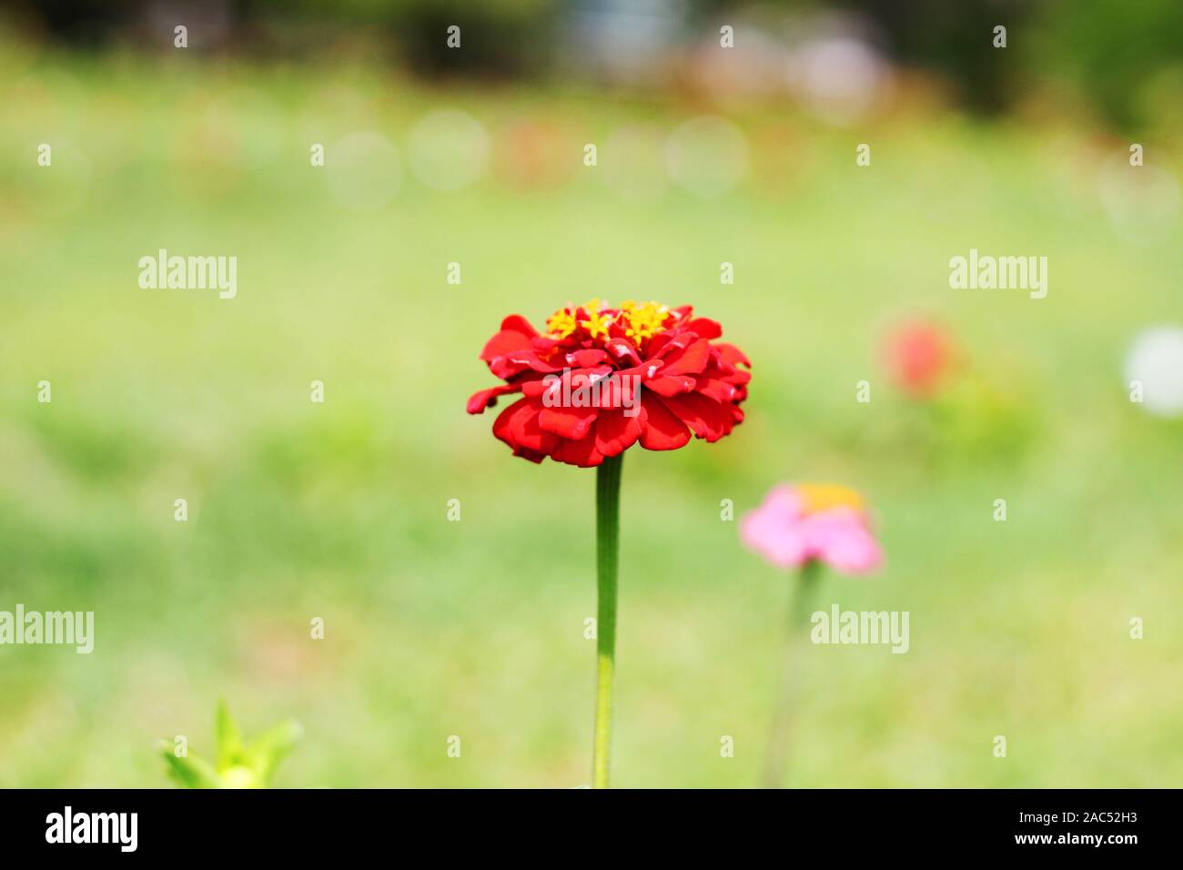 Flower background wallpaper hi-res stock photography and images - Alamy